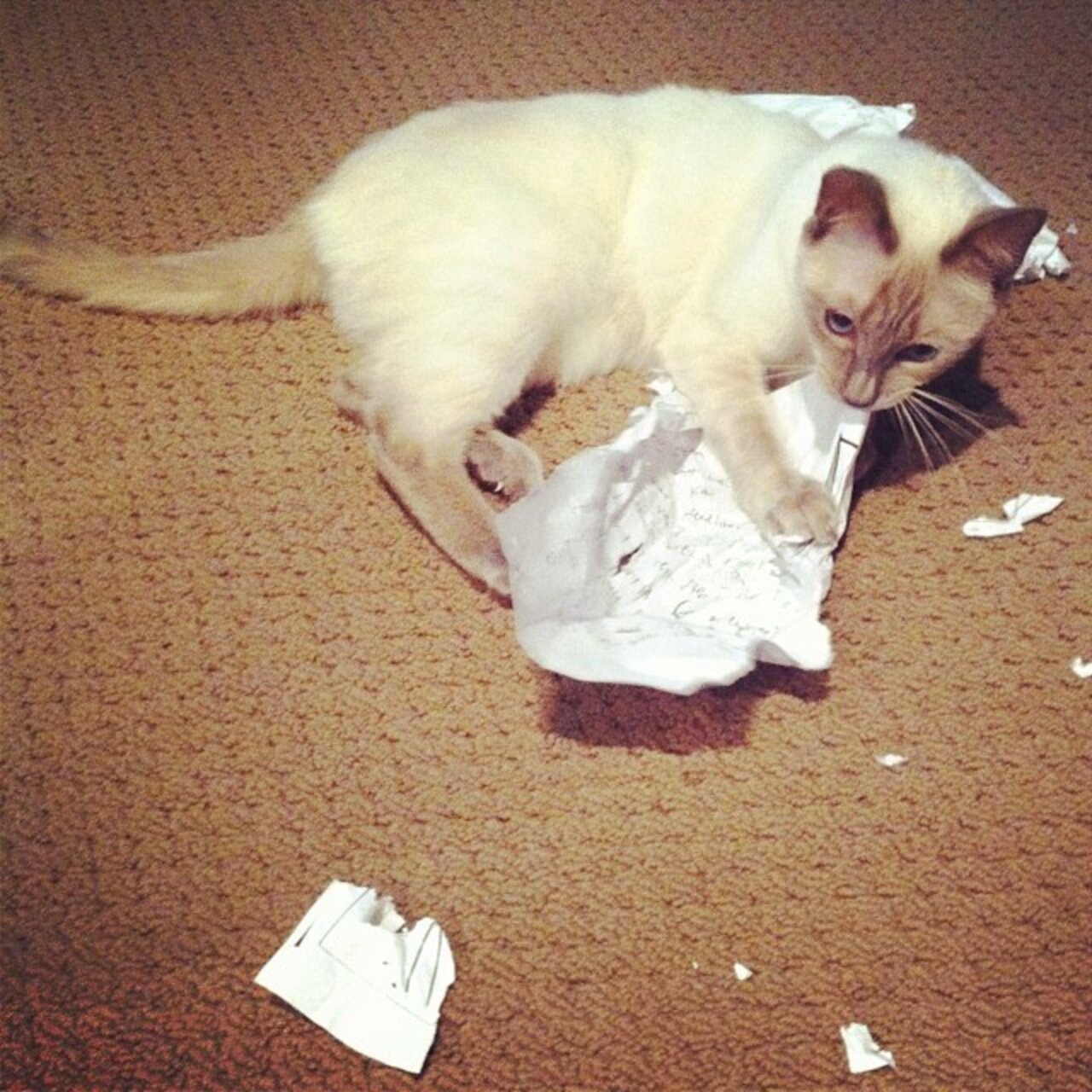 13 Pets Who Are Literally Eating Your Homework - The Dodo