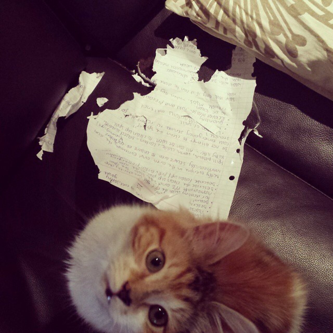 13 Pets Who Are Literally Eating Your Homework - The Dodo