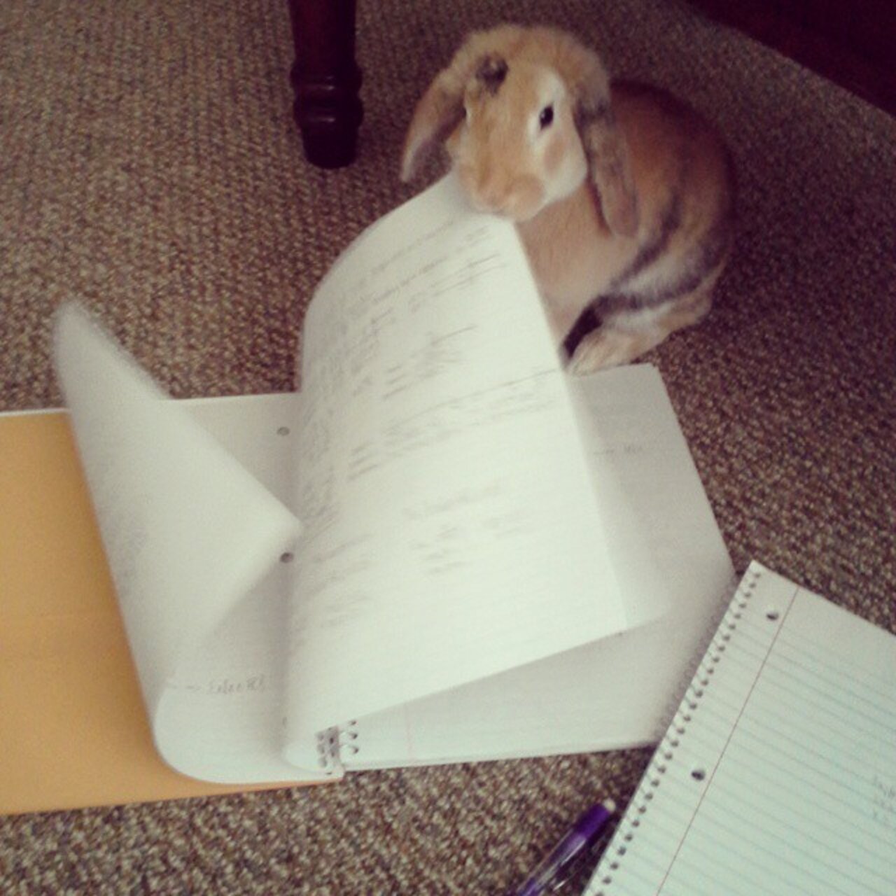 13 Pets Who Are Literally Eating Your Homework - The Dodo