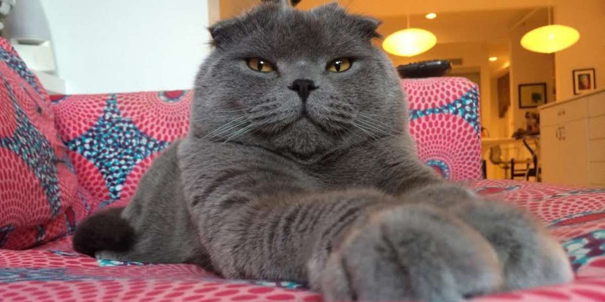 10 Smug Cats Who Know They're Actually In Charge - The Dodo