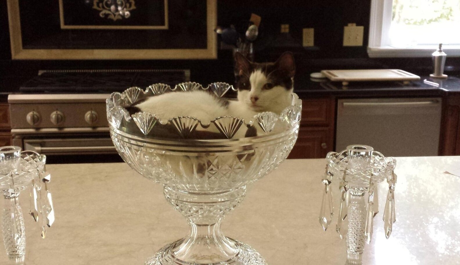 10 Smug Cats Who Know They're Actually In Charge - The Dodo