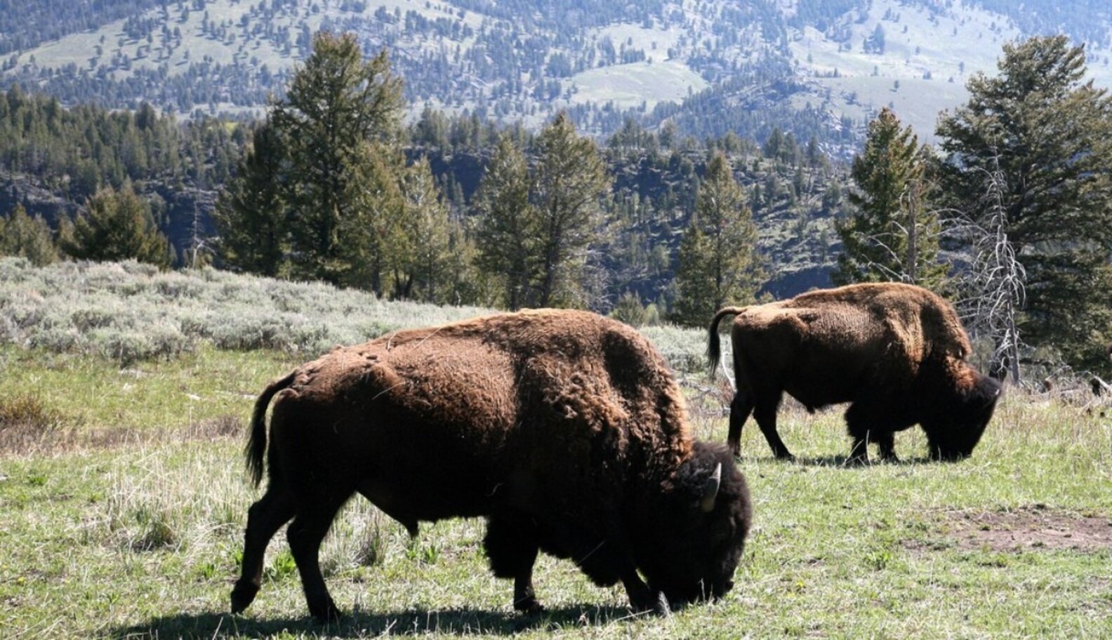 Yellowstone Plans Large-Scale Bison Slaughter - The Dodo