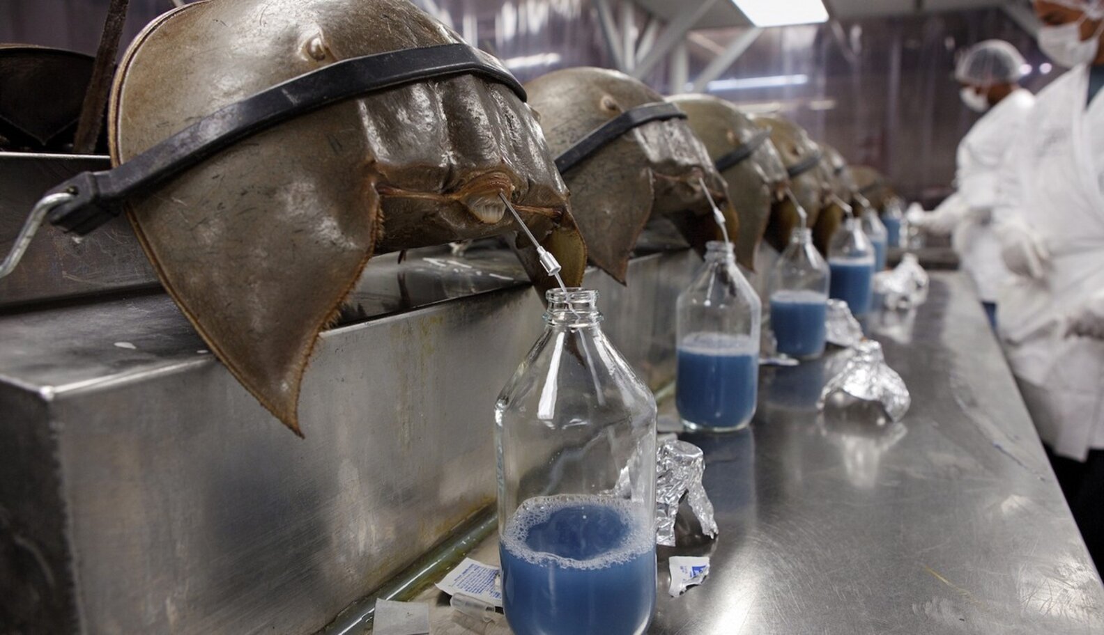 The Chilling Image Behind Every Vaccine You've Ever Had - The Dodo