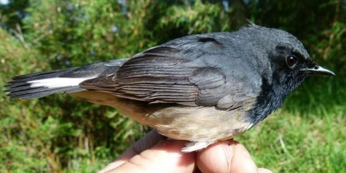 Incredibly Rare Robin Spotted In China - The Dodo