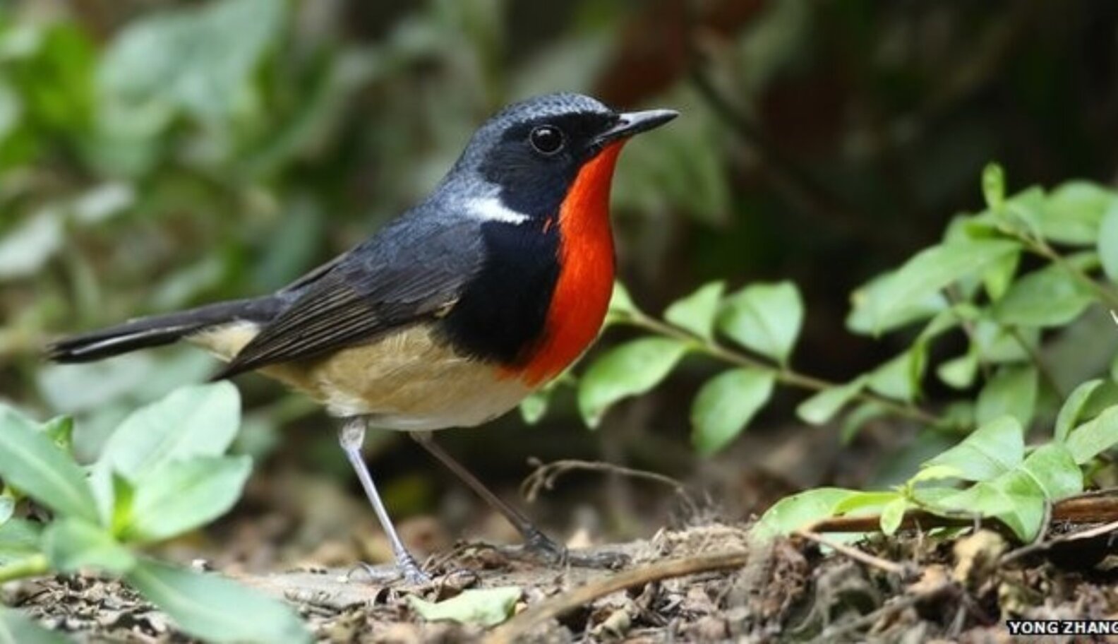 Incredibly Rare Robin Spotted In China - The Dodo