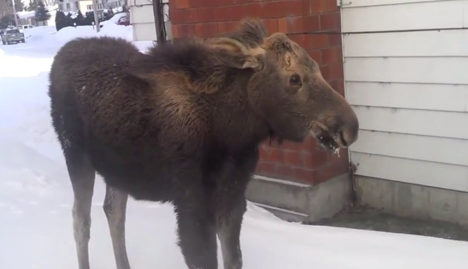 Homeowner Rescues Baby Moose Stuck In His Gate - The Dodo