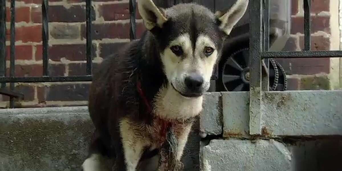 Dog Trapped In Puppy Collar Gets Better - Videos - The Dodo