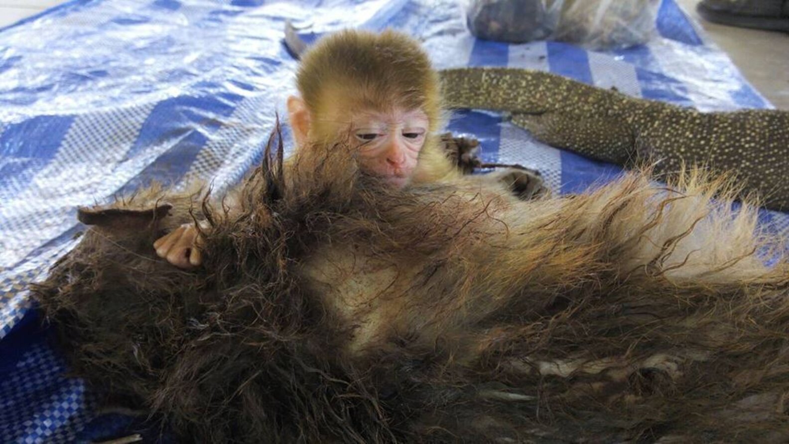 Baby Monkey Won't Let Go Of Mother Killed By Hunters - The Dodo