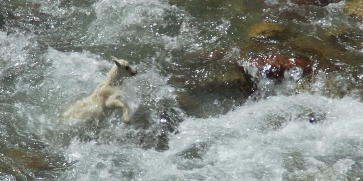 Baby Goat Makes Epic Leap For His Mom - The Dodo