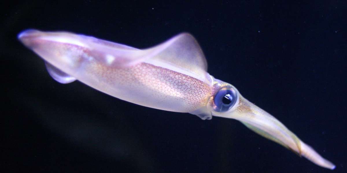 Cephalopods: The Sea's Most Fascinatingly Sensitive Creatures - The Dodo