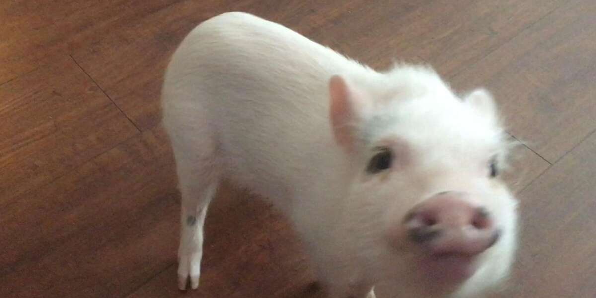 Emotional Support Pig Makes Life Hilarious - The Dodo