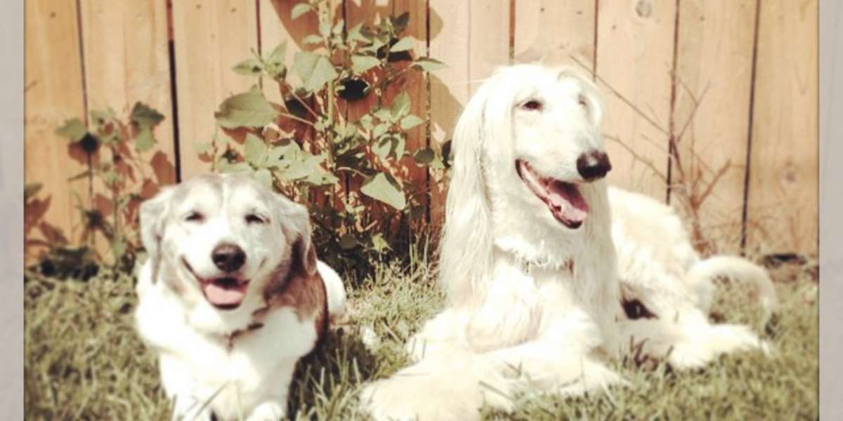 [Untitled] - The Dodo