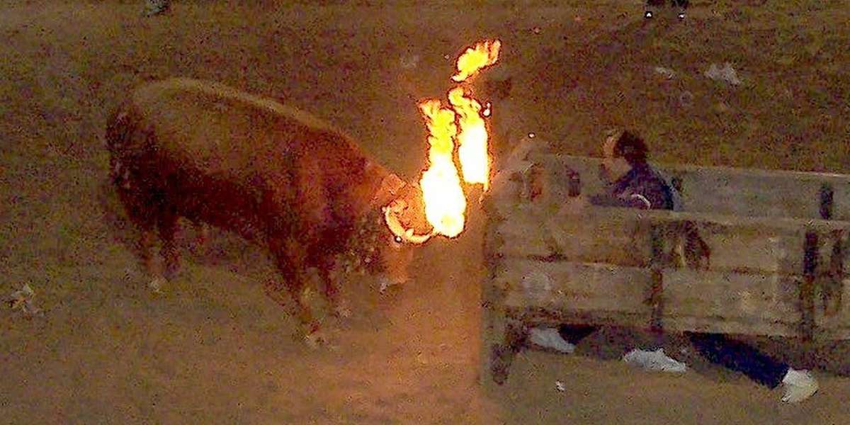 This 'Fiesta' Is So Cruel It Doesn't Even Seem Real - The Dodo