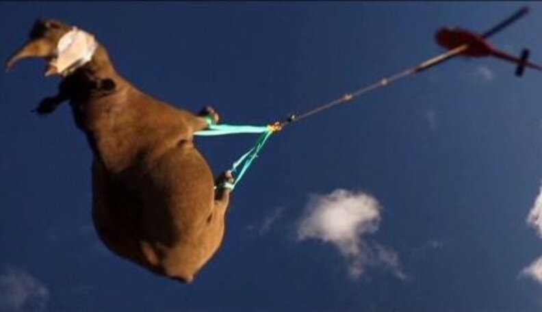 The Rhino Move's In-Flight Safety: Helping Airlifted Rhinos Breathe ...