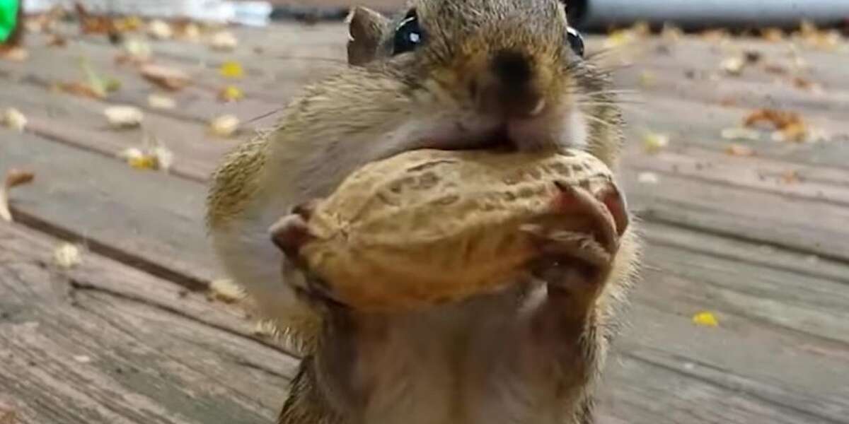 Chipmunk Decides Diet Starts Tomorrow - The Dodo