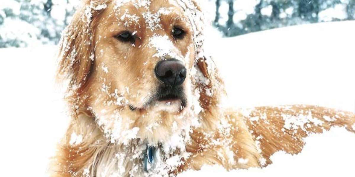Country Pets Enjoy The Season's First Snowfall - The Dodo