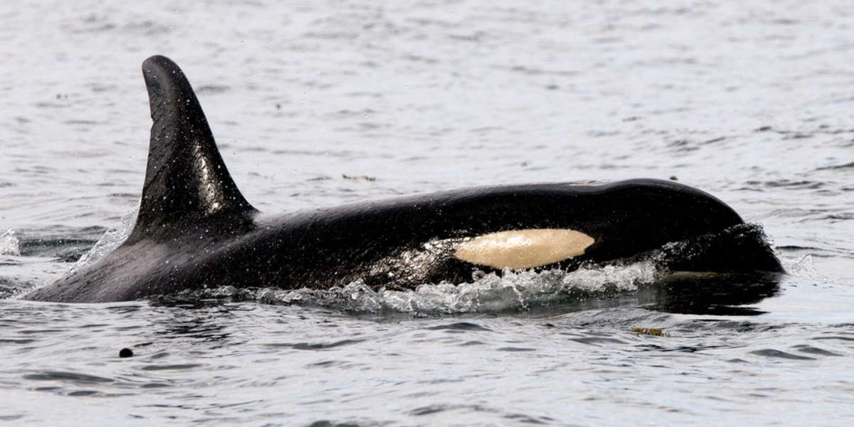 A Very Bad Person Decided To Remove Teeth From A Dead Orca - The Dodo