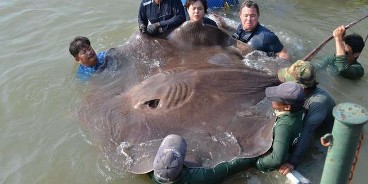 This Truck-Sized Pregnant Fish May Have Just Broken A World Record ...