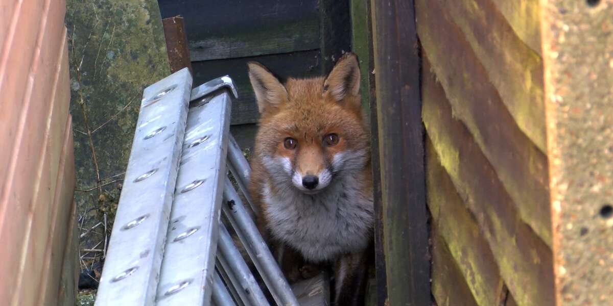 Injured Fox Feels Much Better After Nap At Vet's Office - The Dodo