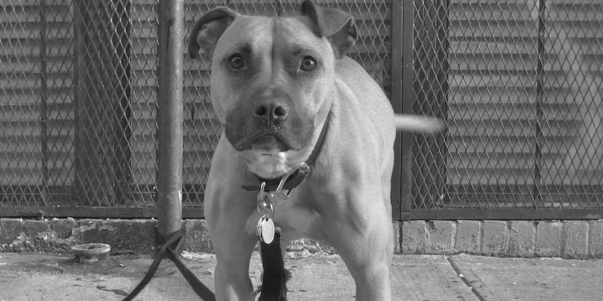 Nonsense Headlines From The '80s That Made People Fear Pit Bulls - The Dodo