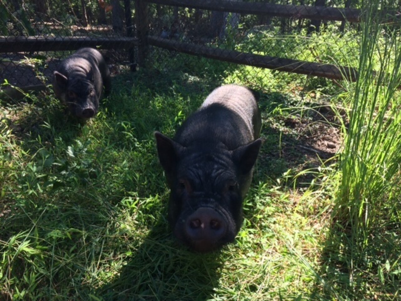 He Loved Being An Only Pig — Until His Parents Adopted His Brother ...