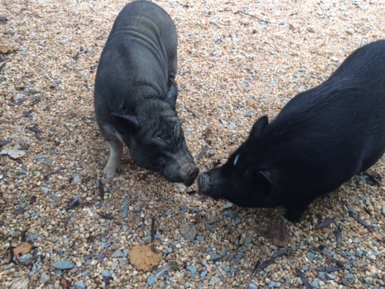 He Loved Being An Only Pig — Until His Parents Adopted His Brother ...