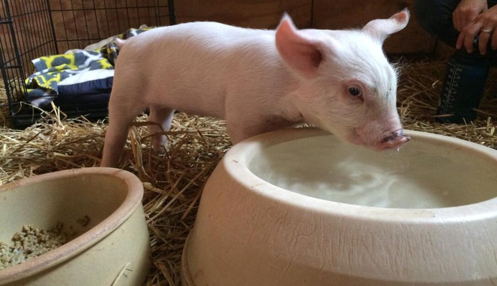 Piglet Jumps From Truck To Save Her Own Life - The Dodo