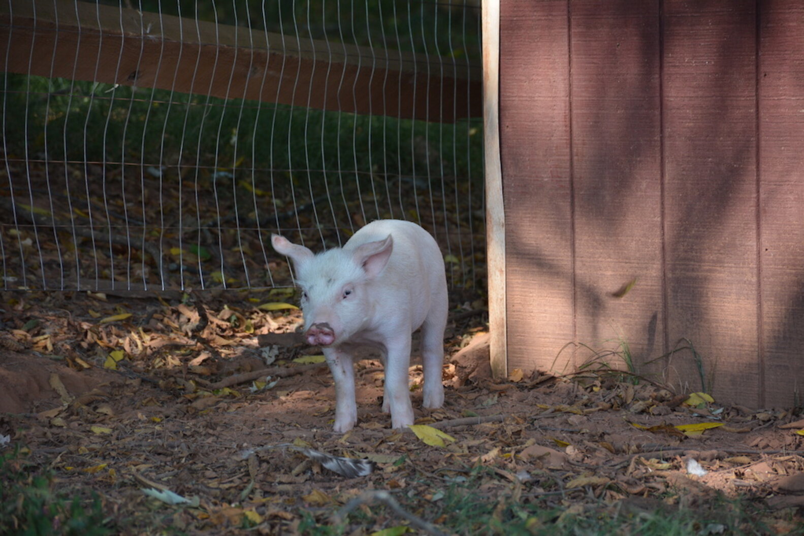 Piglet Jumps From Truck To Save Her Own Life - The Dodo
