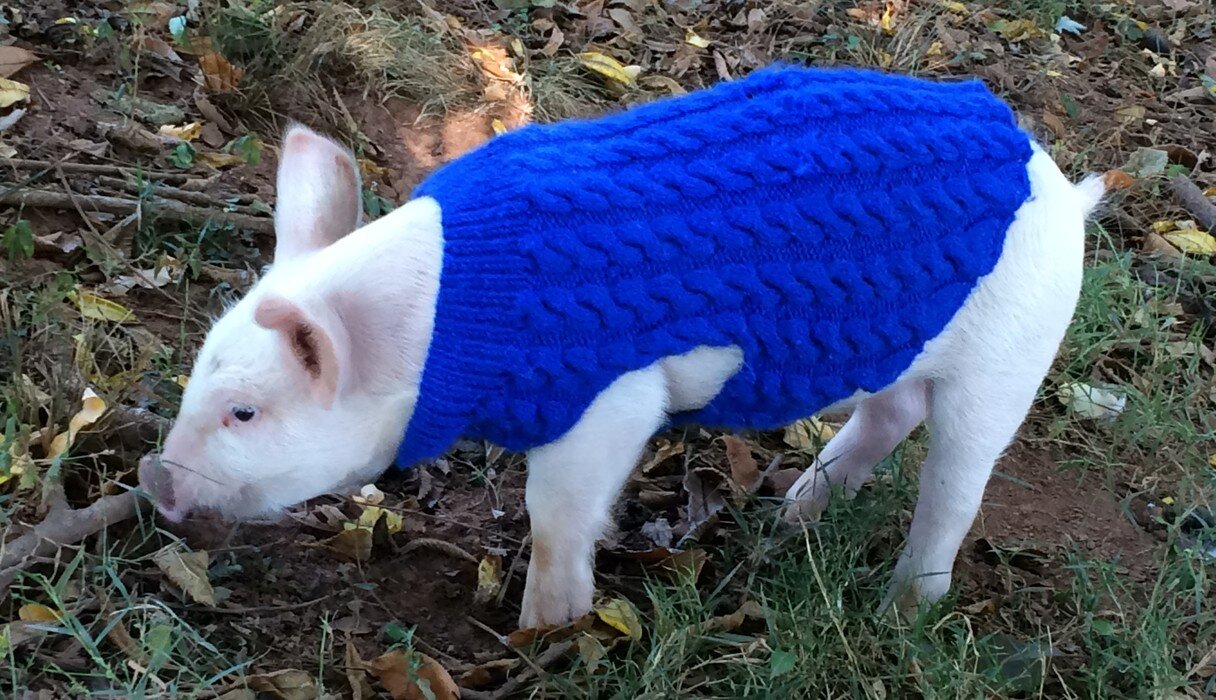 Piglet Jumps From Truck To Save Her Own Life - The Dodo