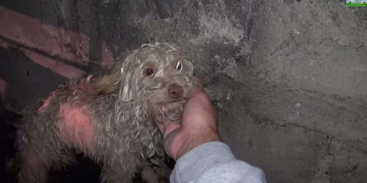 Touching Video Shows Homeless Dog's Remarkable Transformation - The Dodo