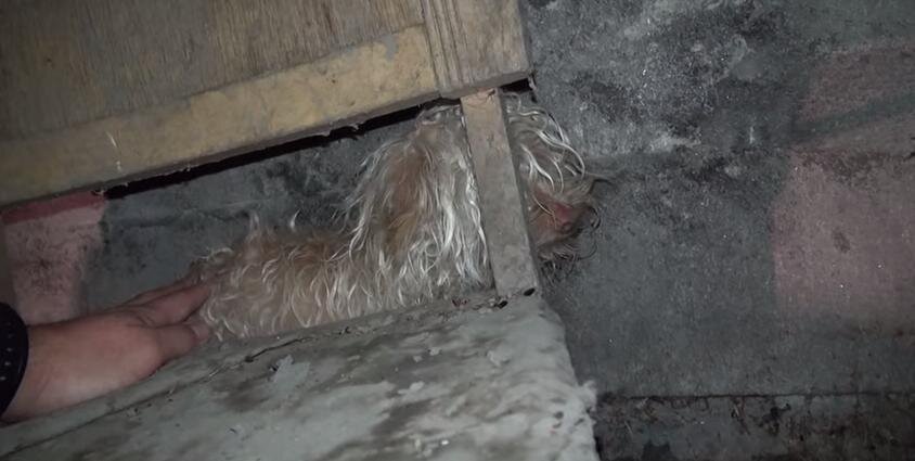 Touching Video Shows Homeless Dog's Remarkable Transformation - The Dodo