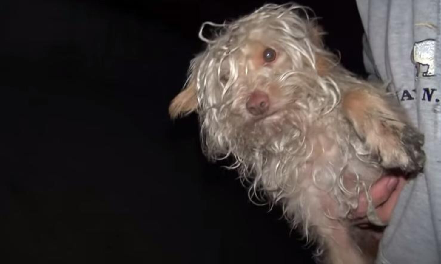 Touching Video Shows Homeless Dog's Remarkable Transformation - The Dodo