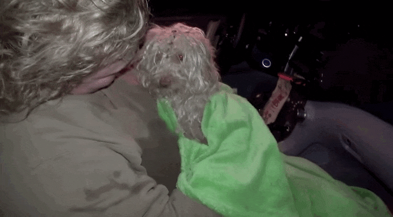 Touching Video Shows Homeless Dog's Remarkable Transformation - The Dodo