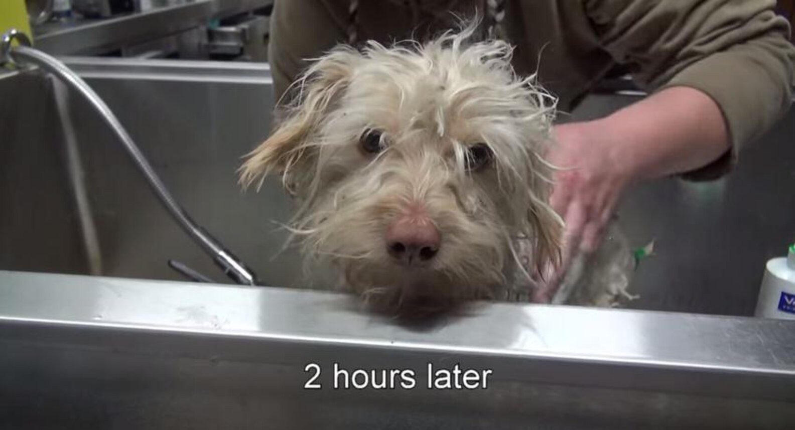 Touching Video Shows Homeless Dog's Remarkable Transformation - The Dodo