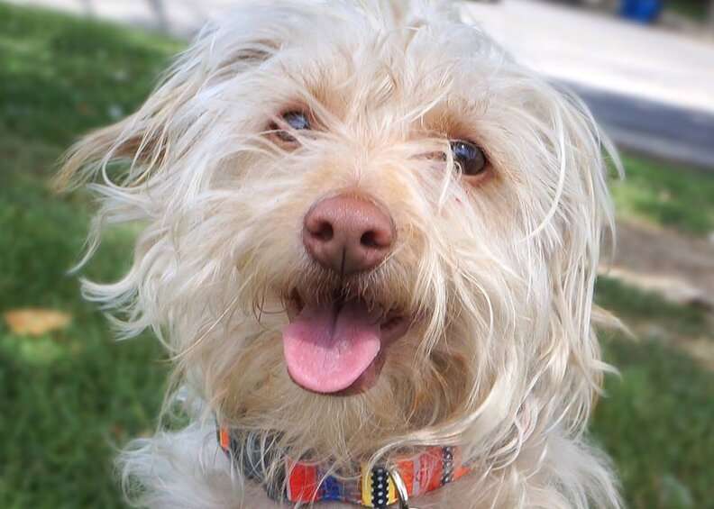 Touching Video Shows Homeless Dog's Remarkable Transformation - The Dodo