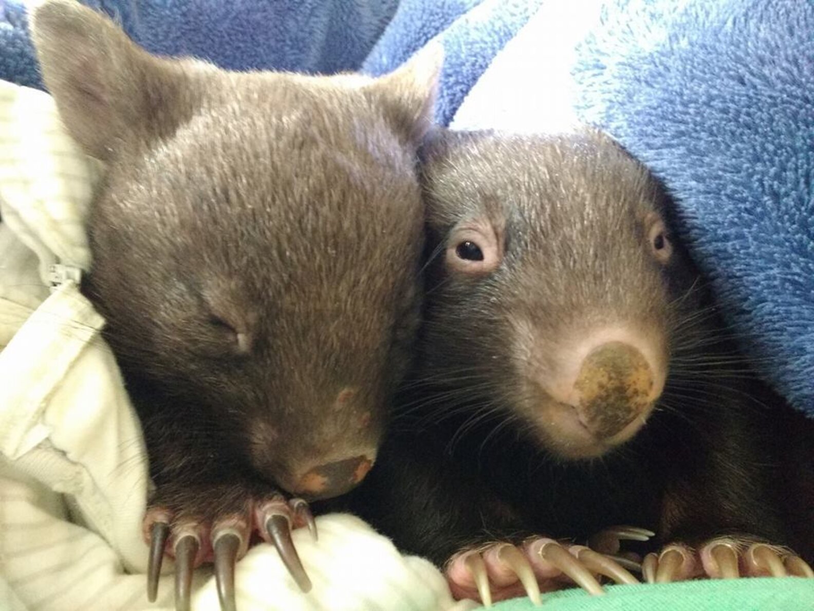 Orphaned Baby Wombats Refuse To Sleep Alone - The Dodo