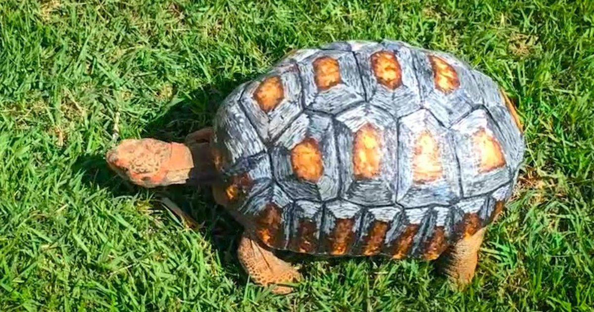 Tortoise Gets The World's First 3D-Printed Shell - The Dodo