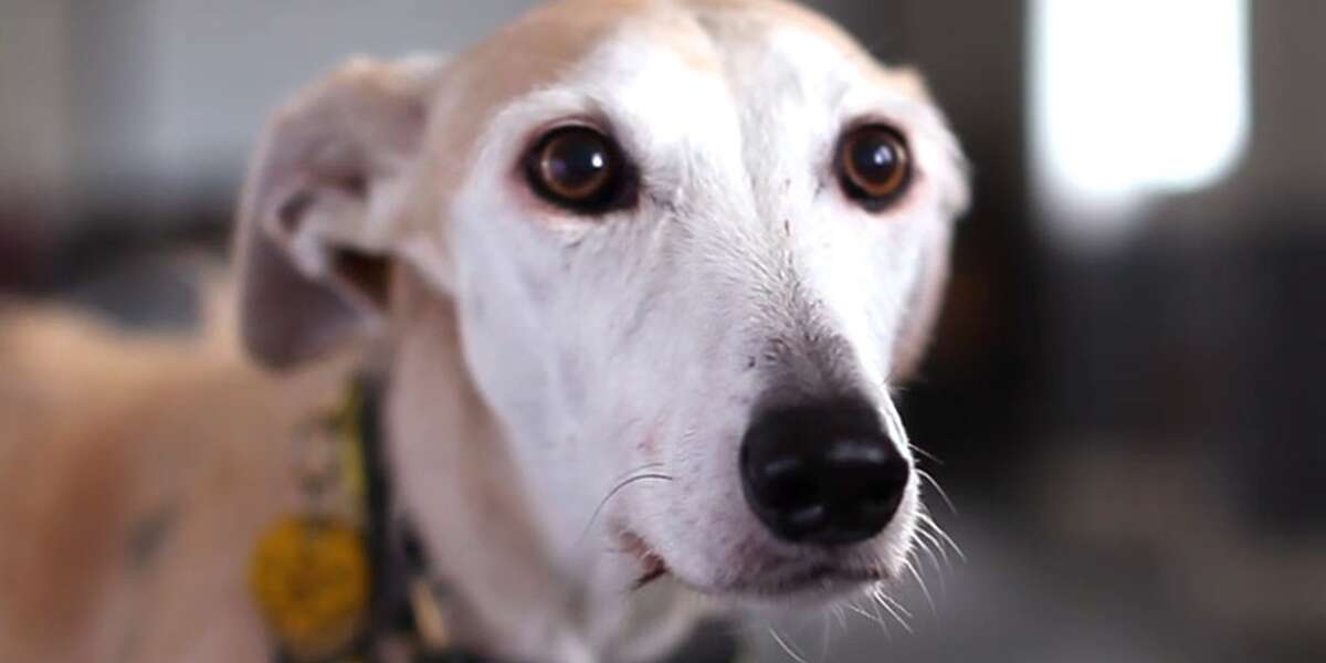 Dogs Trust launch Doggy Dub - the first dubbing app featuring dogs ...