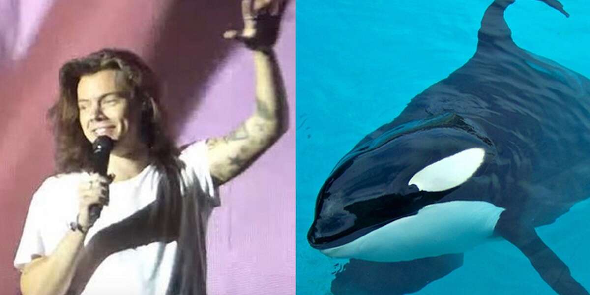 Harry Styles Spoke 4 Words — And Sent SeaWorld Spiraling - The Dodo