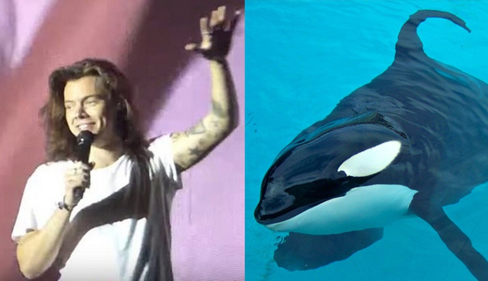 Harry Styles Spoke 4 Words — And Sent SeaWorld Spiraling - The Dodo