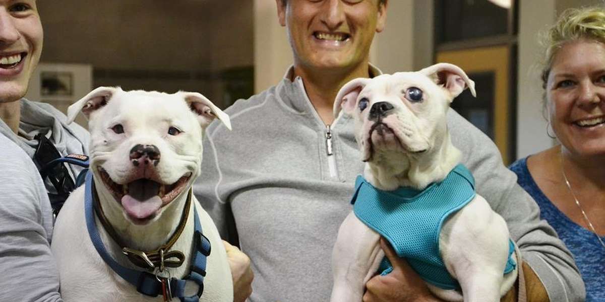 Blind Bulldog Dumped At Shelter Gets A Big Brother Just Like Him - The Dodo
