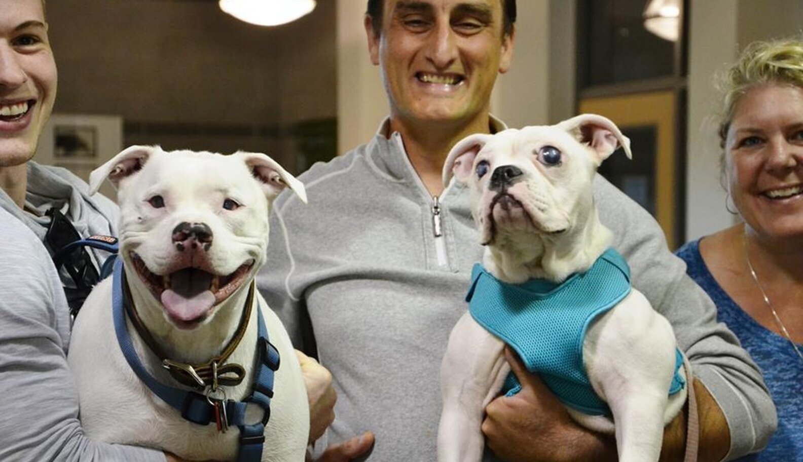 Blind Bulldog Dumped At Shelter Gets A Big Brother Just Like Him - The Dodo
