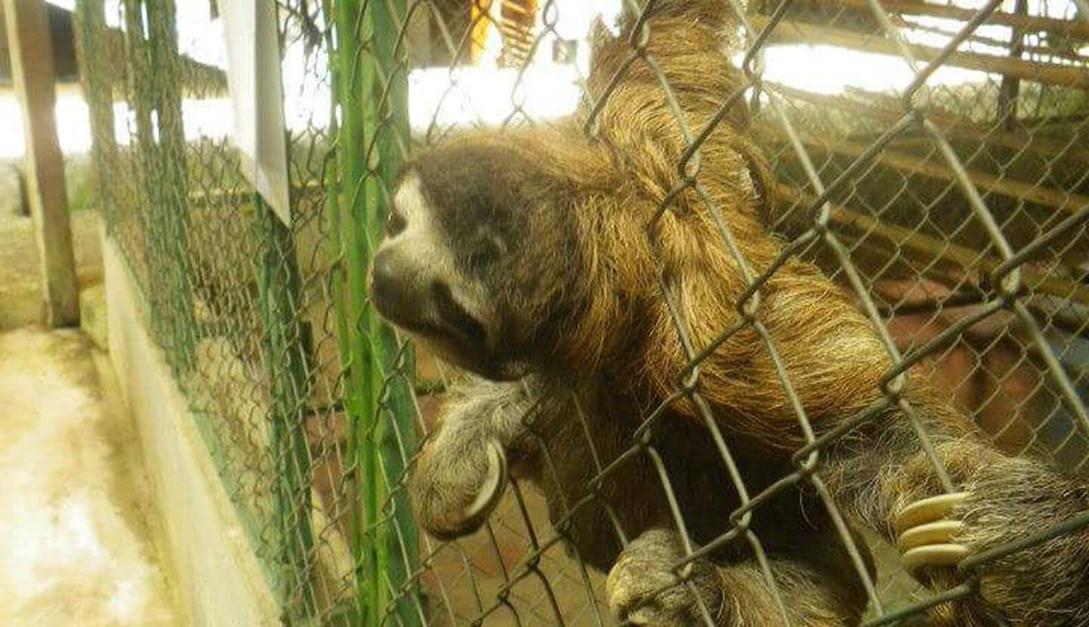 Famous Sloth Sanctuary Is A Nightmare For Animals, Ex-Workers Say - The ...