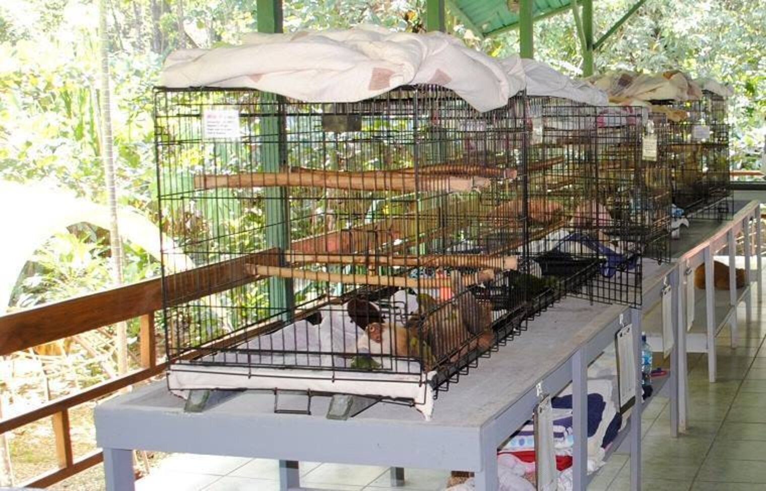 Famous Sloth Sanctuary Is A Nightmare For Animals, Ex-Workers Say - The ...