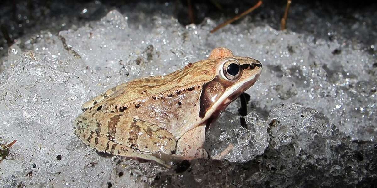 How Do Alaska's Frogs Survive The Cold? They Freeze - The Dodo