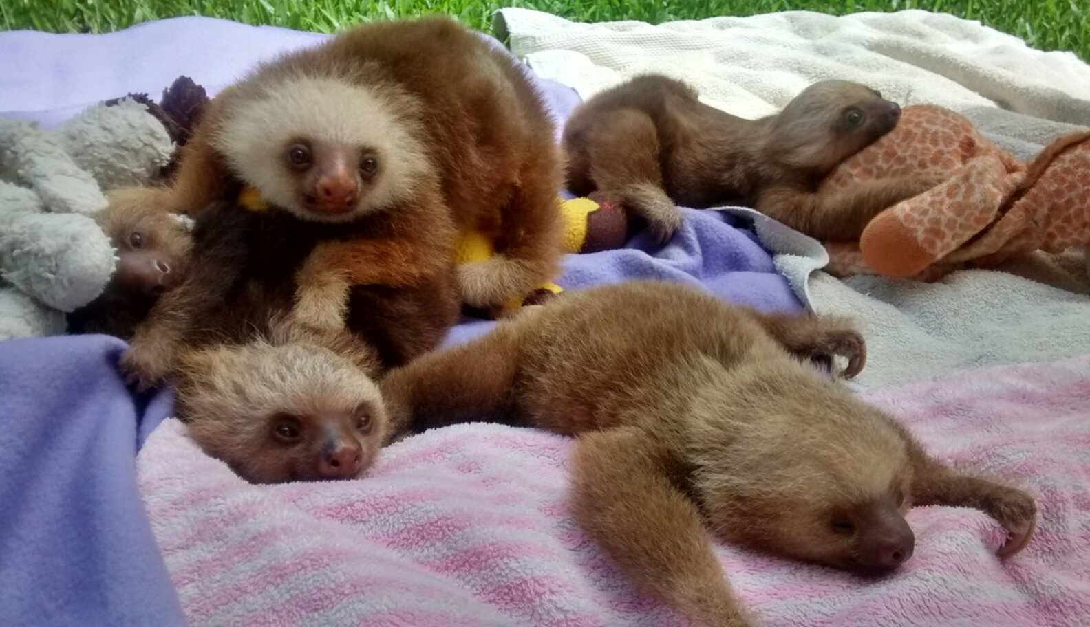 Famous Sloth Sanctuary Is A Nightmare For Animals, Ex-Workers Say - The ...