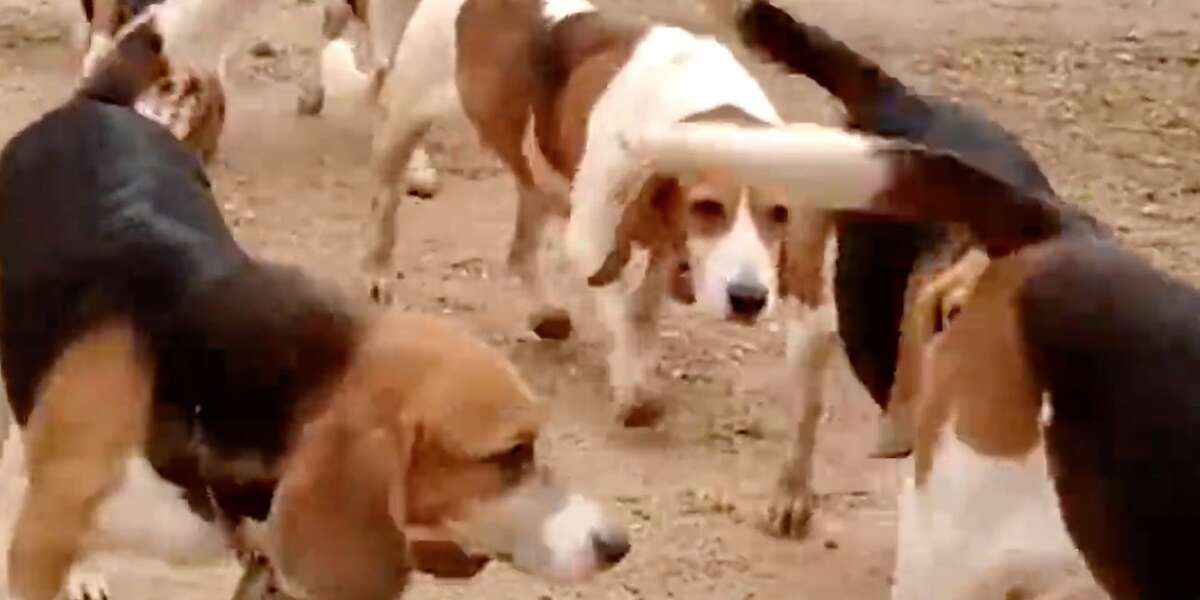 Beagles Freed From Life In A Lab Go Outside For The First Time - The Dodo
