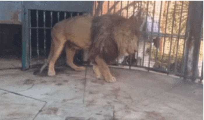 Lion Freed From Lonely Cage Makes An Unlikely New Friend - The Dodo
