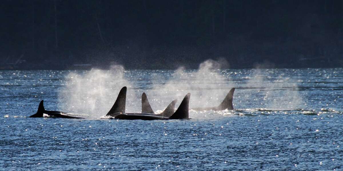 Reimagining SeaWorld: An Open Letter To The New CEO - The Dodo