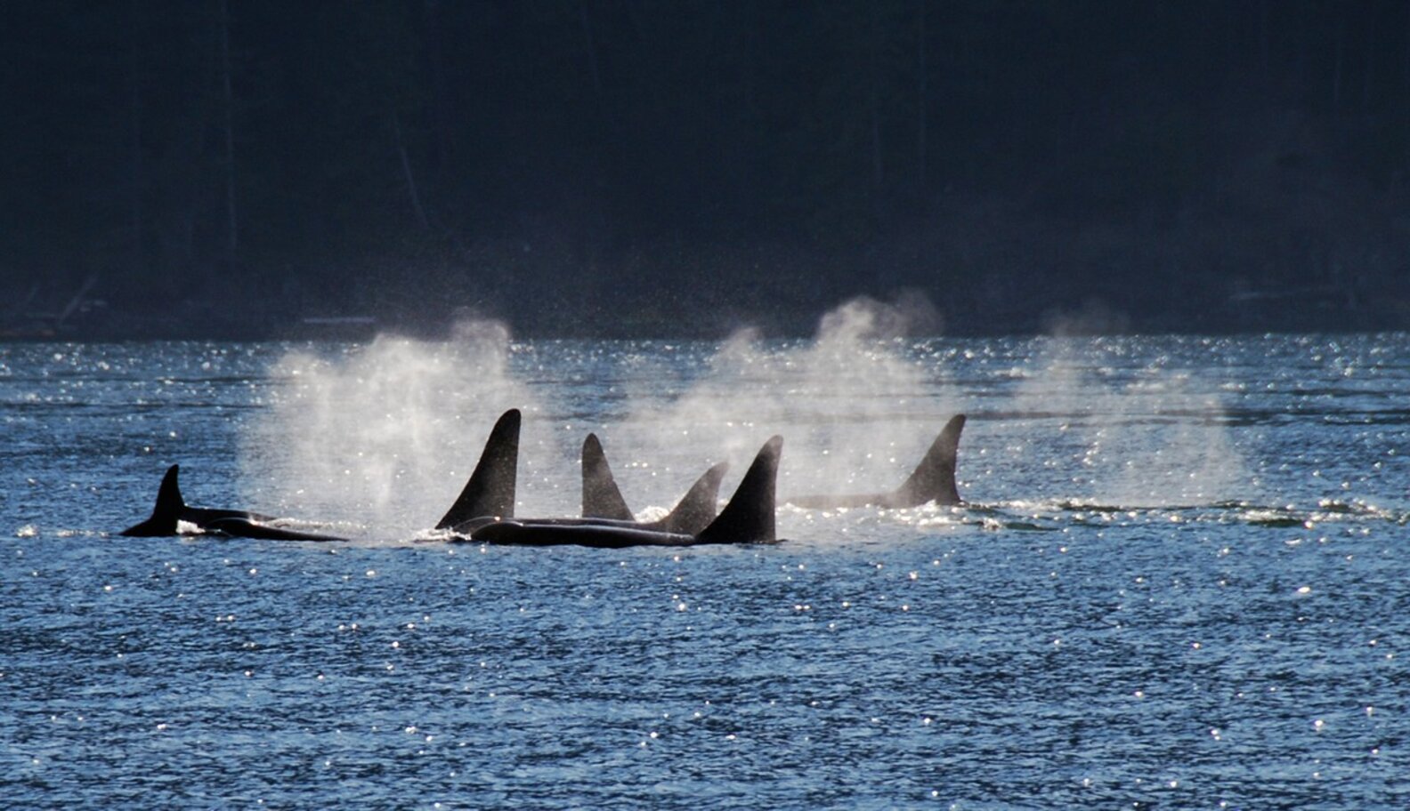 Reimagining SeaWorld: An Open Letter To The New CEO - The Dodo